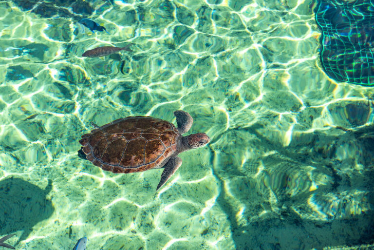 Dream in Cayman: An Exquisite Island Escape Awaits You - Munaluchi Bride